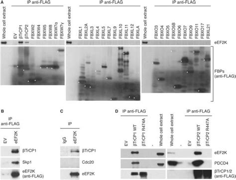 Coupled Activation Degradation Of Eef2k Regulates Protein Synthesis In Response To Genotoxic