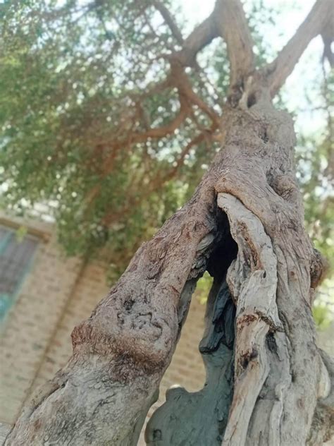 أشجار السدر وظلال الجنة شجرة صديق وحكاية 100عام مع ثمار النبق في