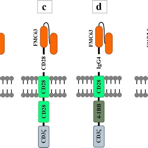 Pdf Car T Cell Potency From Structural Elements To Vector Backbone Components