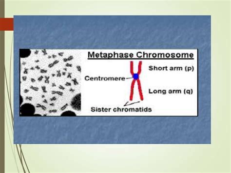 Chromosome Structureppt