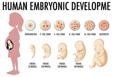 Human Embryonic Development Human Infographic Illustration Stock Vector