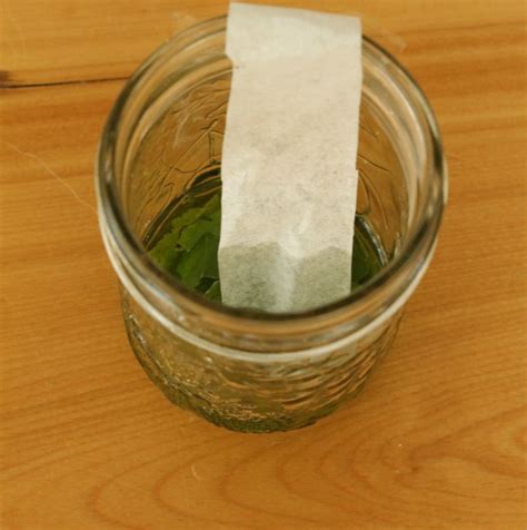 Why Do Leaves Change Color