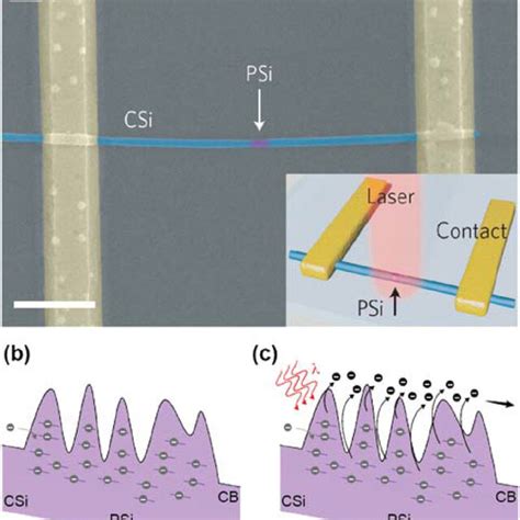 A Sem Image Of A Ptnt False Colors The Single Psi Segment White