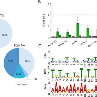 Distribution Of R Loops In The Genome Of Bloodstream Form T Brucei Download Scientific