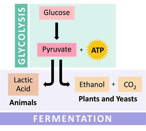 Respiration Types