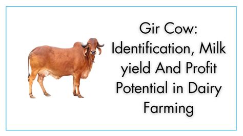 Gir Cow Identification Milk Yield And Profit Potential In Dairy Fa