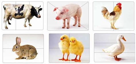 Картинки домашних животных для детей распечатать цветные