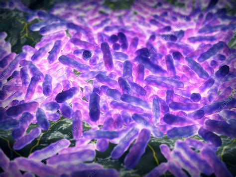 Leprosy Bacteria Illustration Stock Image F043 9039 Science