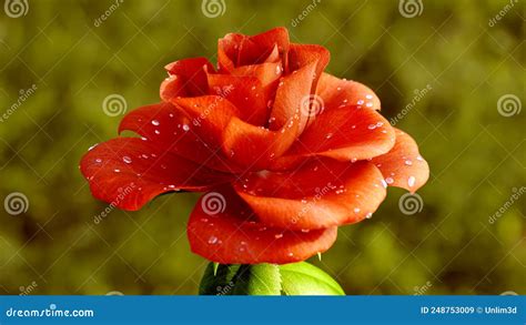 Flower Growth Stage In Brown Pot On White Background Vector
