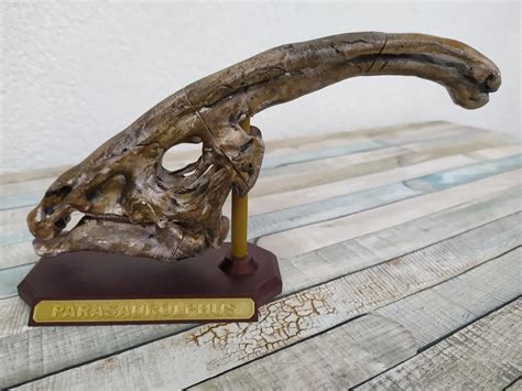 Parasaurolophus Skull