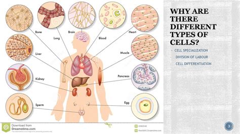 Cell Specialization I Ppt Download Worksheets Library
