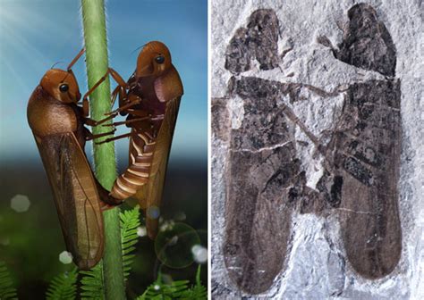 Scienceshot Insect Sex Is Oldest On Record Science Aaas Scienceshot Insect Sex Is Oldest On Record Science Aaas