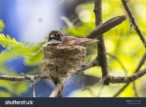 243 Prevent Nesting Birds Images Stock Photos Vectors Shutterstock