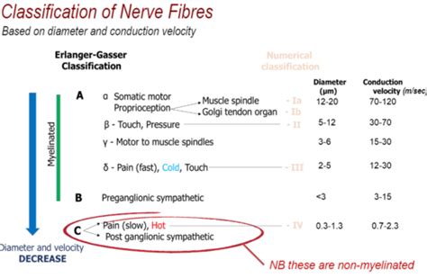 Organisation And Classification Of Nerves Part 2 Flashcards Quizlet