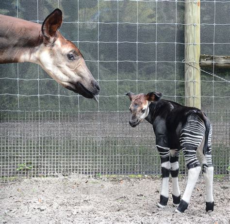 A Star Is Born With Stripes Rare Okapi Born At Tampas Lowry Park