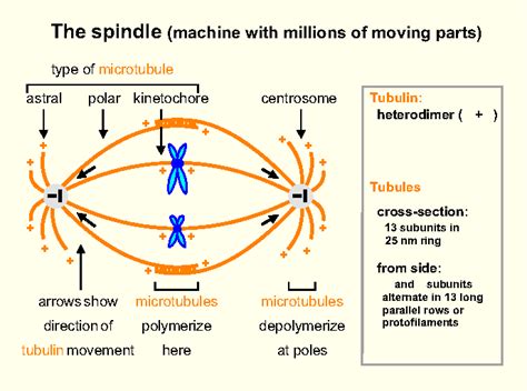 Microtubules In Mitosis