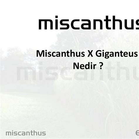 Miscanthus Sunum Pdf Docdroid
