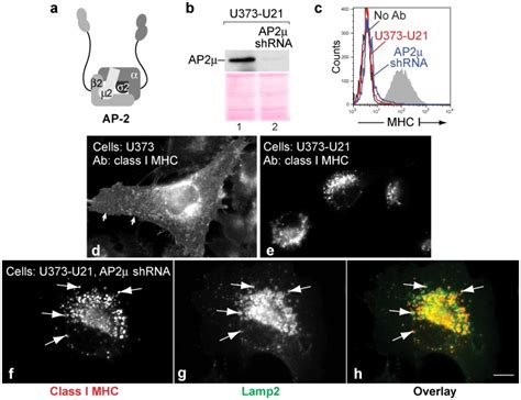 A Schematic Representation Of The AP 2 Complex Redrawn From 15 B Download Scientific