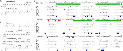 Retro Carotenoid Structures Carotenoid Structures And Their