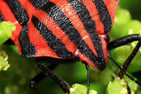 Bugs Sex On Behance