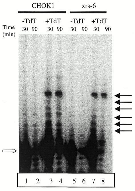 Primer Extension Assay For Tdt Activity In Extracts A 32p Labeled Download Scientific Diagram