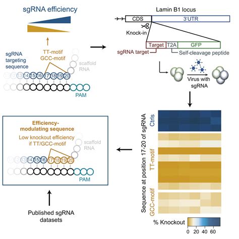 Sgrna Sequence Motifs Blocking Efficient Crisprcas9 Mediated Gene