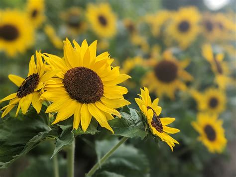 꽃들 해바라기 여름 노란 Pixabay의 무료 사진 Pixabay