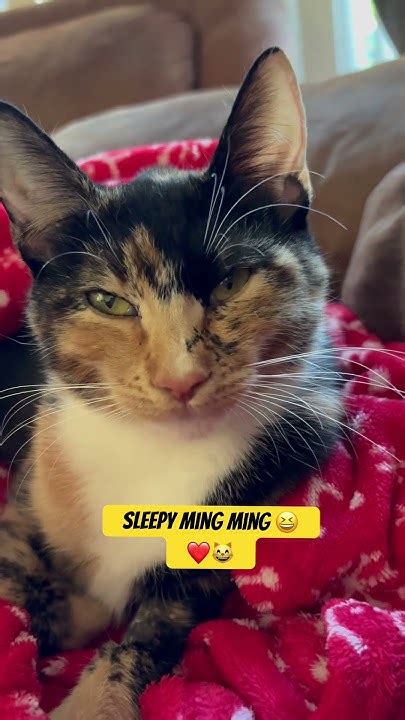 Have A Good Night 🌙💤 From Pretty Ming Ming Xoxo 😘 Cute Kitty Meow