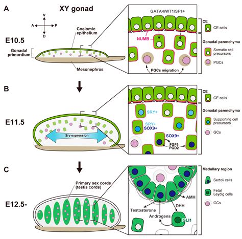 Gonadal Sex Differentiation And Ovarian Organogenesis Along The