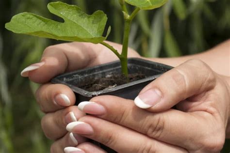 Fig Tree Propagation Top Tips