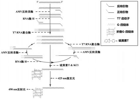 Classical Swine Fever Virus Detection Method Based On G4 Tht Biosensor