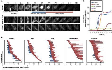 Concerted Cdk1 And Cdk2 Activity Regulates Cyclin B1 Nuclear Download Scientific Diagram