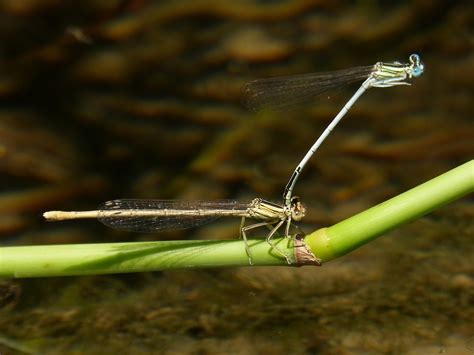 Libellula Damigella Insetti Che Si Foto Gratis Su Pixabay Pixabay