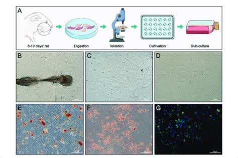 Hfmsc Isolation Culture Differentiation And Staining A Isolation