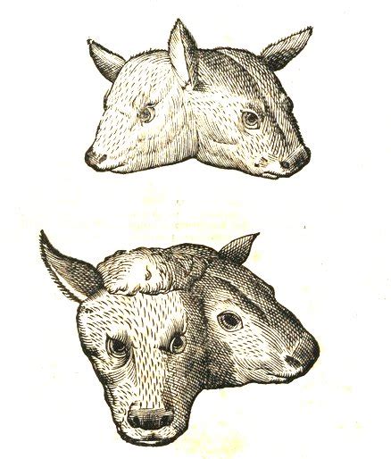 Parapagus Dicephalus Calves Aldrovandi 1642 423 3 ábra Parapagus Download Scientific
