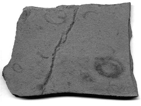 What Does Grypania Represent The Safestidentification Is That They Are