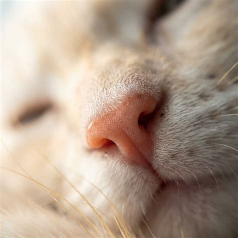 Free Kitten Nose Closeup Image Kitten Cat Feline Download At