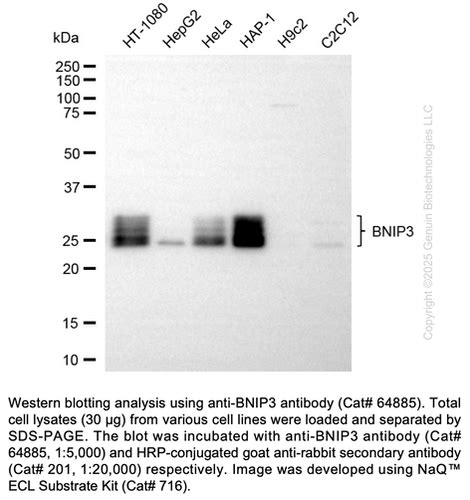 Kd Validated Anti Bnip3 Rabbit Monoclonal Ab 64885 Genuin Biotech