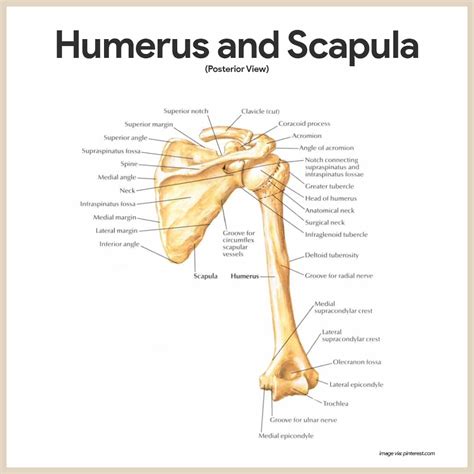 Skeletal System Anatomy And Physiology Nurseslabs