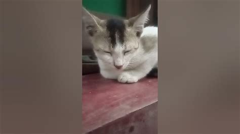 Cute Catv Kucing Cute Kucinglucu Catlover Kitten Youtube