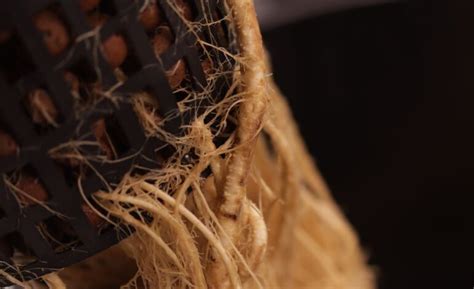 How To Find And Fix Pythium Root Rot On Cannabis Plants Future Harvest Blog