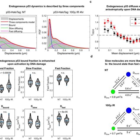 Single Molecule Diffusion Of Endogenously Tagged P53 In Diva Cells A