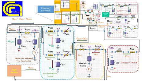A Schematic Representation Of The Cardiovascular System Implemented