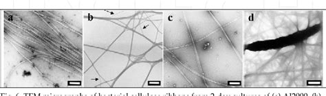Figure 6 From Bacterial Cellulose Based Biomimetic Composites Semantic Scholar