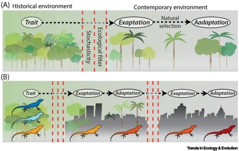 Urban Evolutionary Ecology Brings Exaptation Back Into Focus Trends In Ecology And Evolution