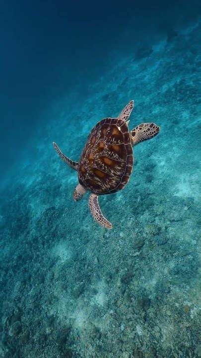 Костенурка в Тайланд Youtube