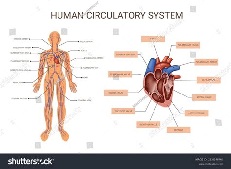 Sistema Circulatorio