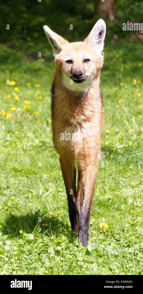 Maned Wolf Face