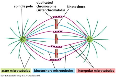 Cell Cycle And Mitosis Flashcards Quizlet