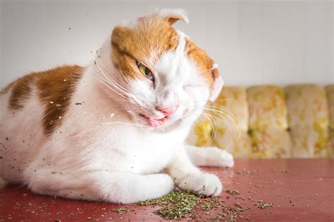 Photographer Takes Photos Of Cats High On Catnip And Its Hilarious